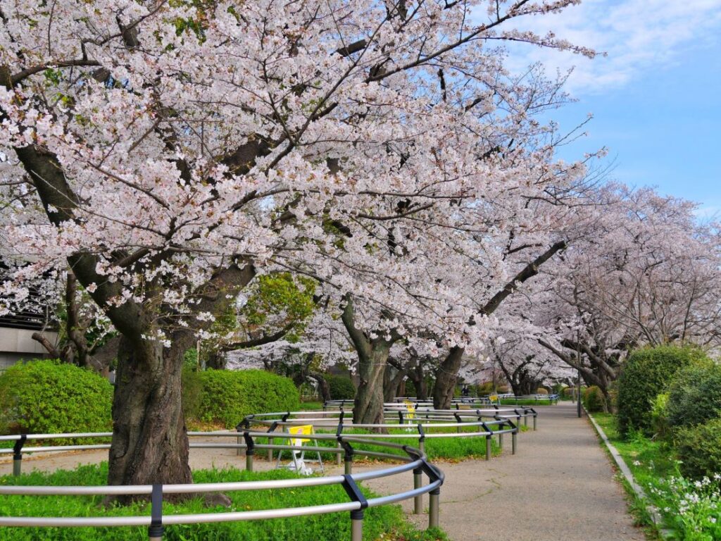 Chidorigafuchi Park Cherry Blossom Viewing Guide