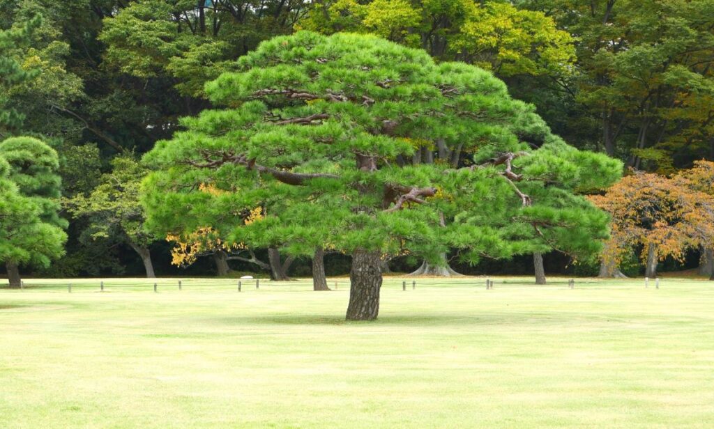 Hamarikyu Gardens: Beautiful Japanese Gardens In the heart Of Tokyo