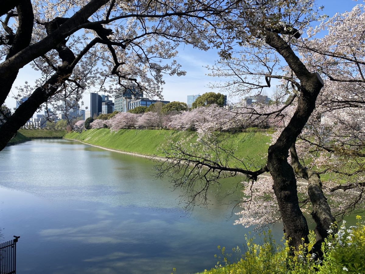 66 Best Cherry Blossom Spots In Tokyo: Ultimate Sakura Mega Guide