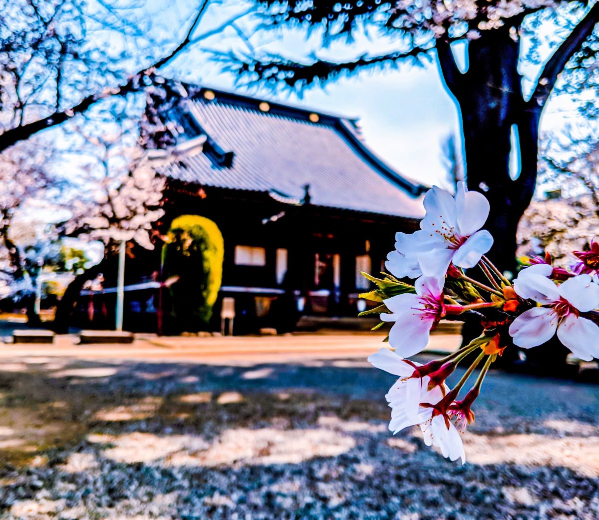 Kaneiji Temple & It's Pagoda And Garden In Ueno Park