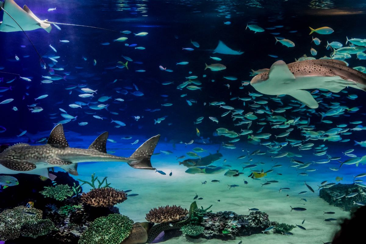 7 Aquariums In Tokyo