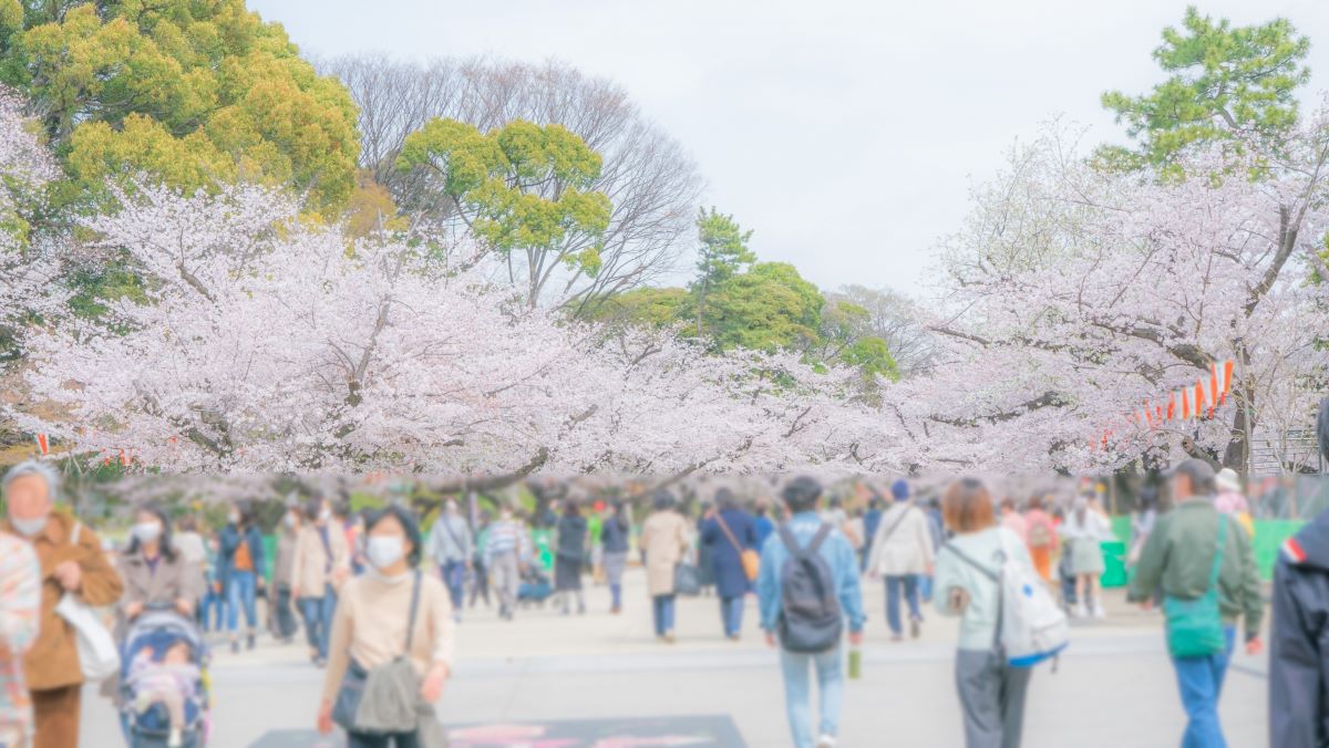 19 Best Cherry Blossom Spots In Tokyo In 2023