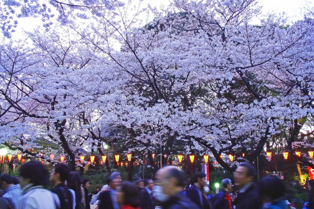 Ueno Park Cherry Blossom Festival Guide
