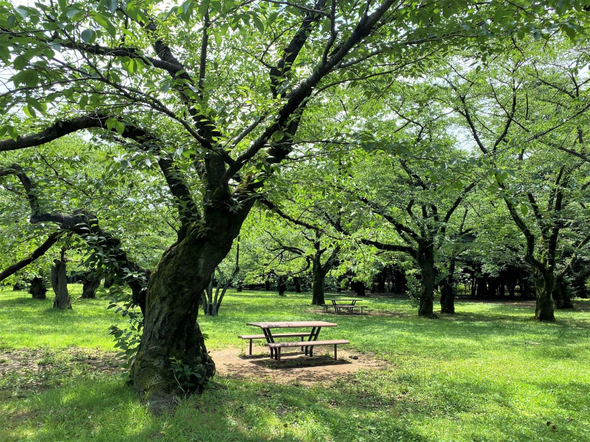 15 Best Parks In Tokyo